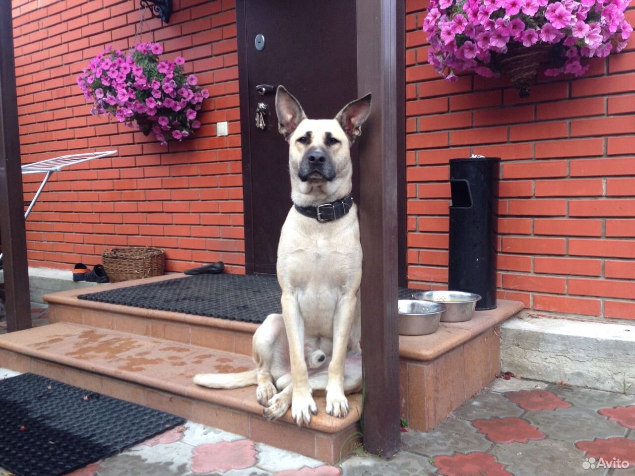 Вязка от кабеля привезенного из штатов, порода Южн