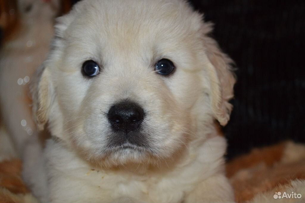 Биг Босс и Белоснежка