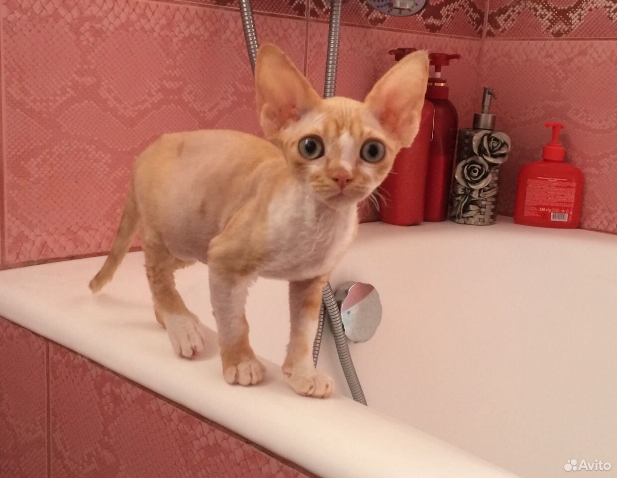 Котик Рыжее солнышко