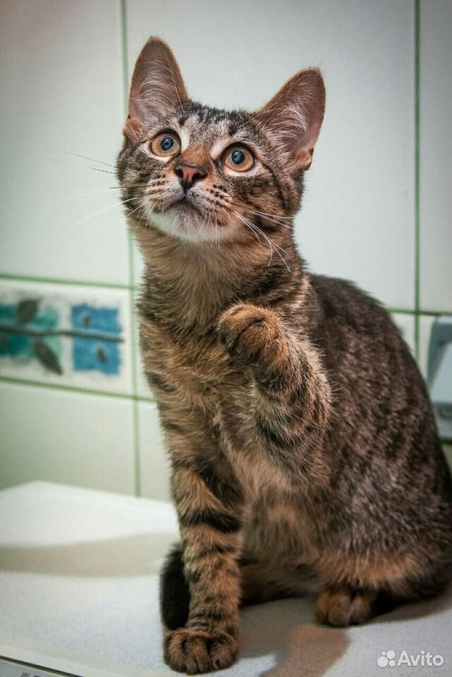 Чудесная кошка Шеба в добрые руки