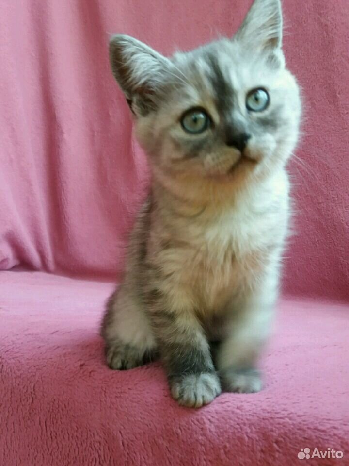 Шотландская кошечка