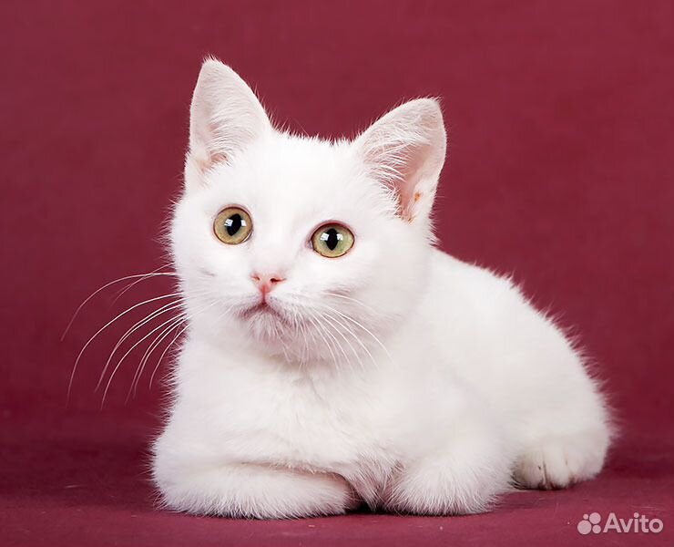 Белый котенок Снежка в добрые руки