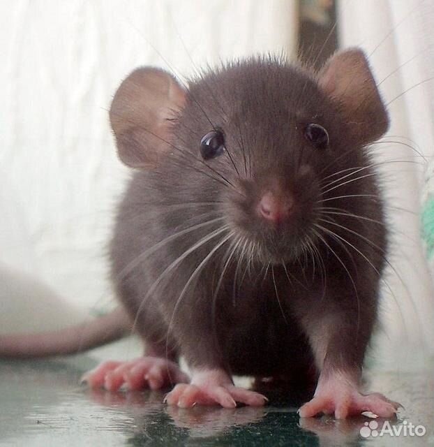 Очаровательные крысята Дамбо