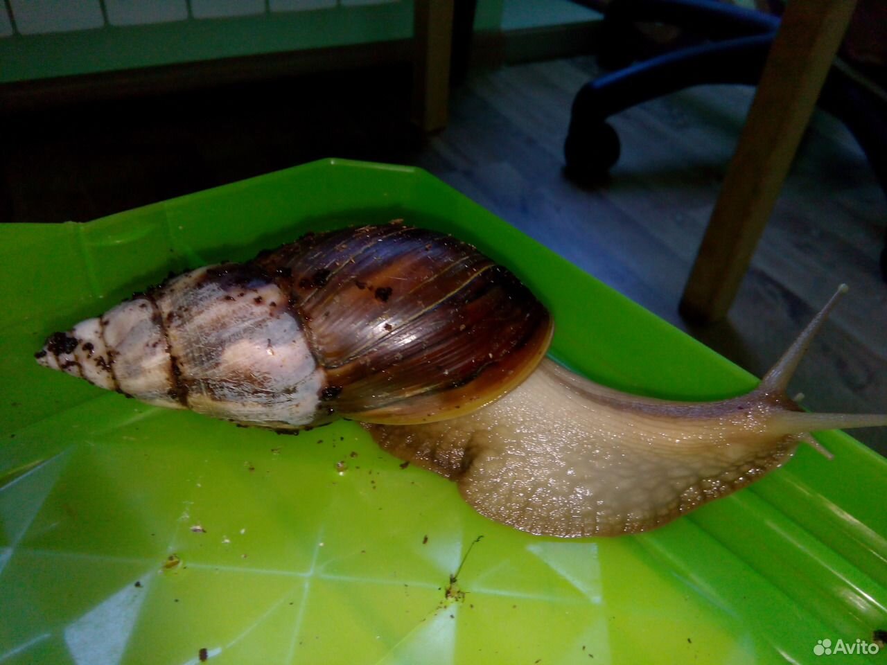 Улитки ахатины