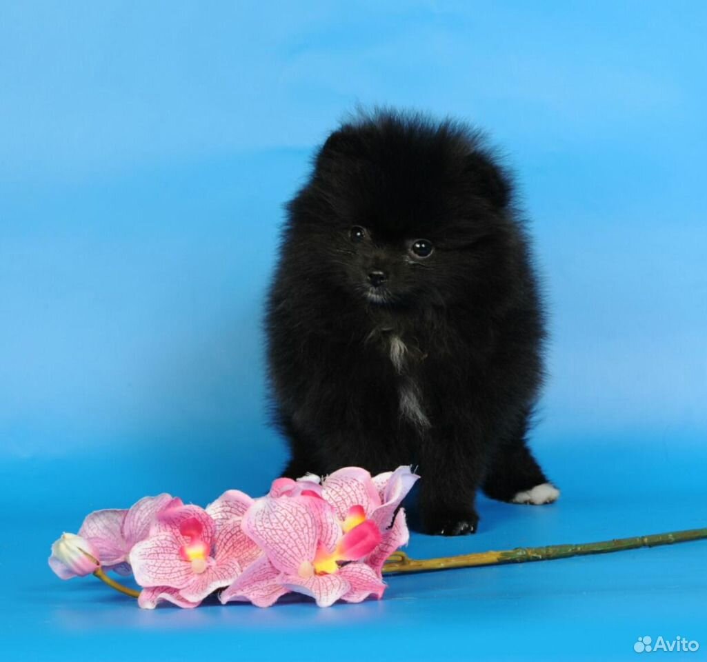 Черная девочка померанка