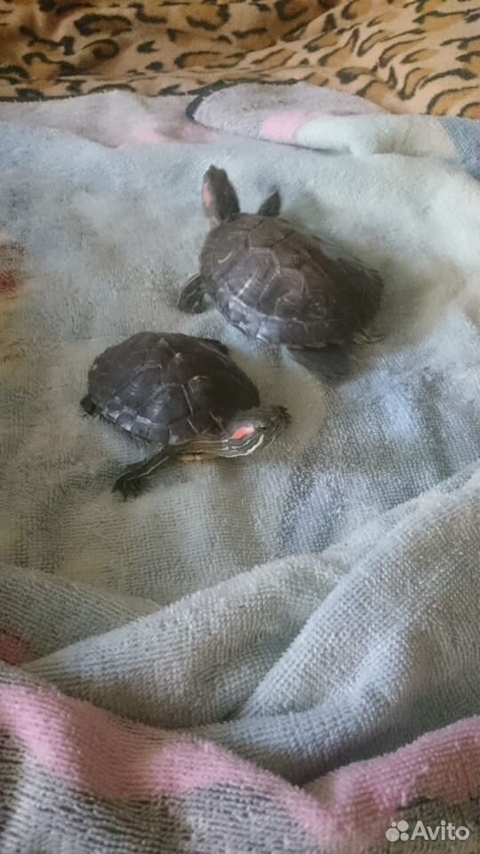 Красноухие черепахи