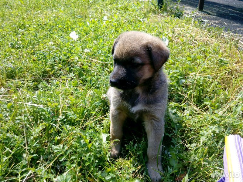 Щенок девочка беспородный 2 месяца