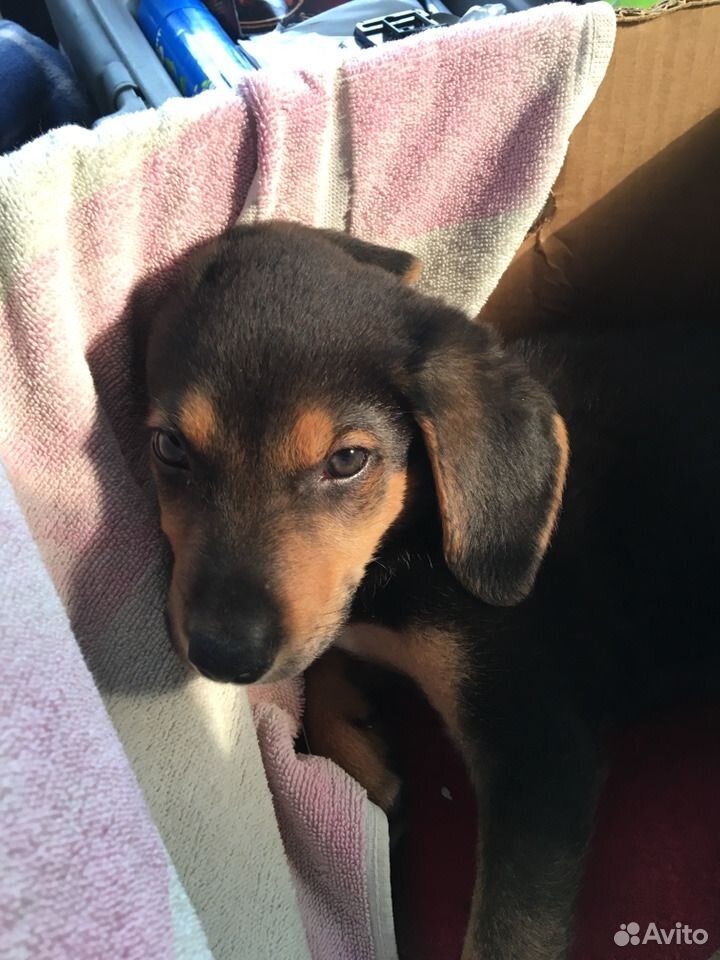 Щенок в добрые руки