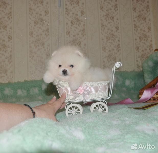 Шпиц, мини девочка 21.05.2018