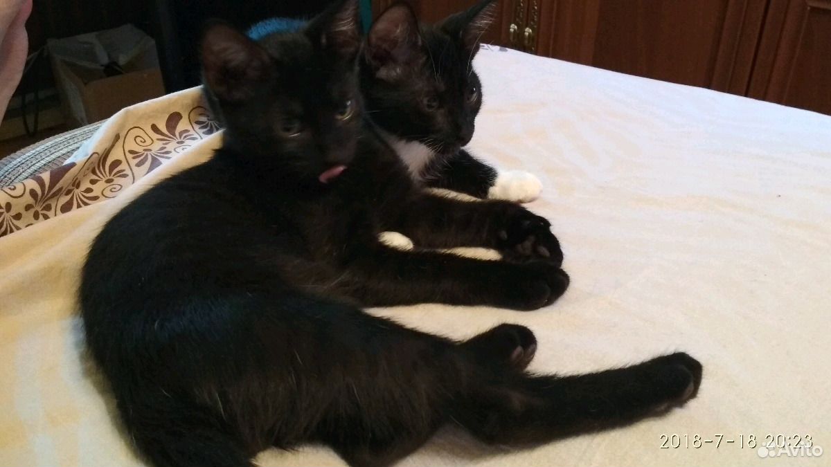 Кошечка и котик 3 мес