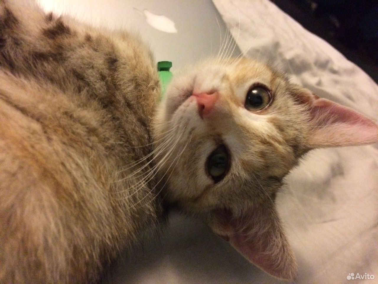 В Москве отдам в дар в добрые руки котенка девочку