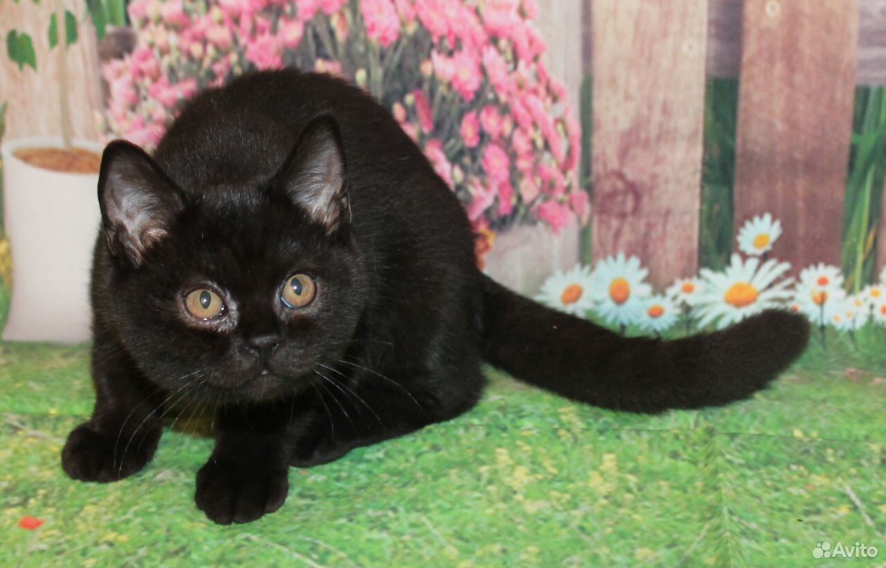 Привитый котик