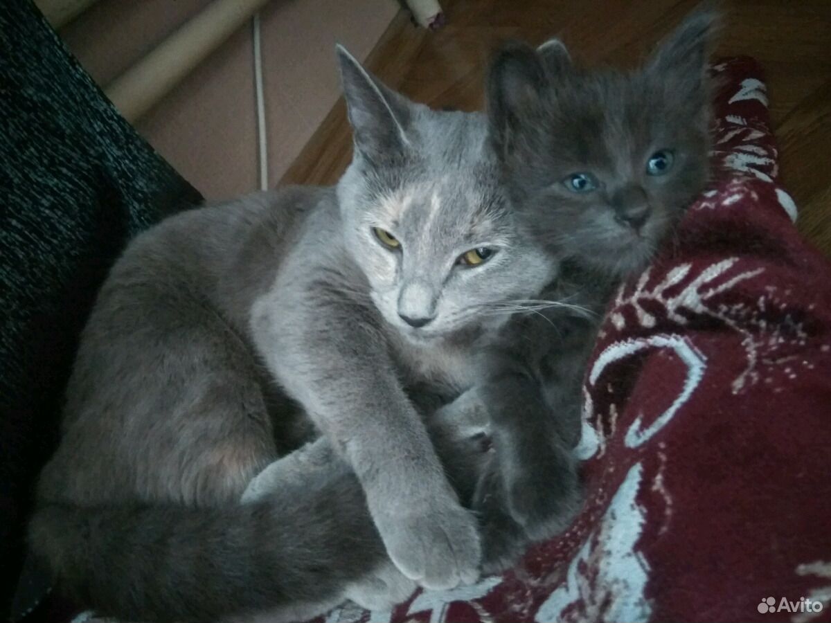 Котик ищет семью
