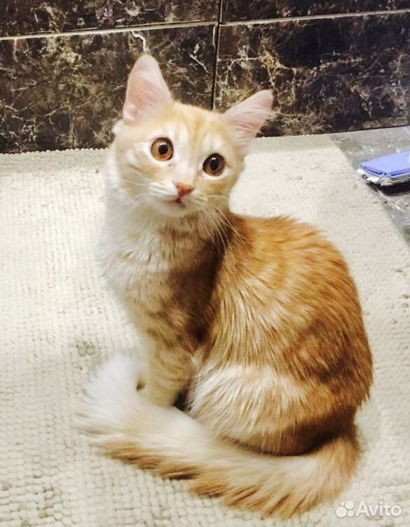 Кот Котя, 8 мес., в дар хорошей семье