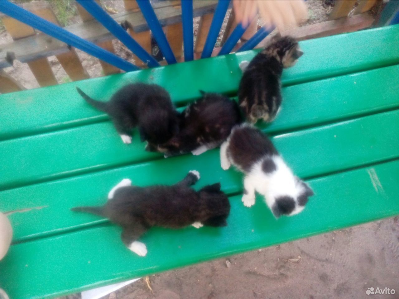 Котята ищут передержку или дом
