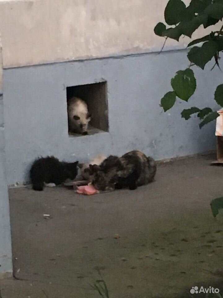 Кошка с очаровательными котятами