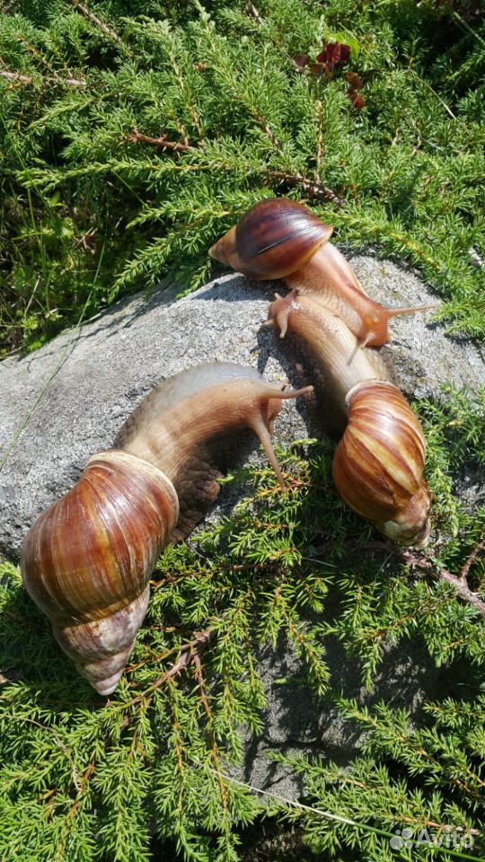Улитки Ахатины в добрые руки