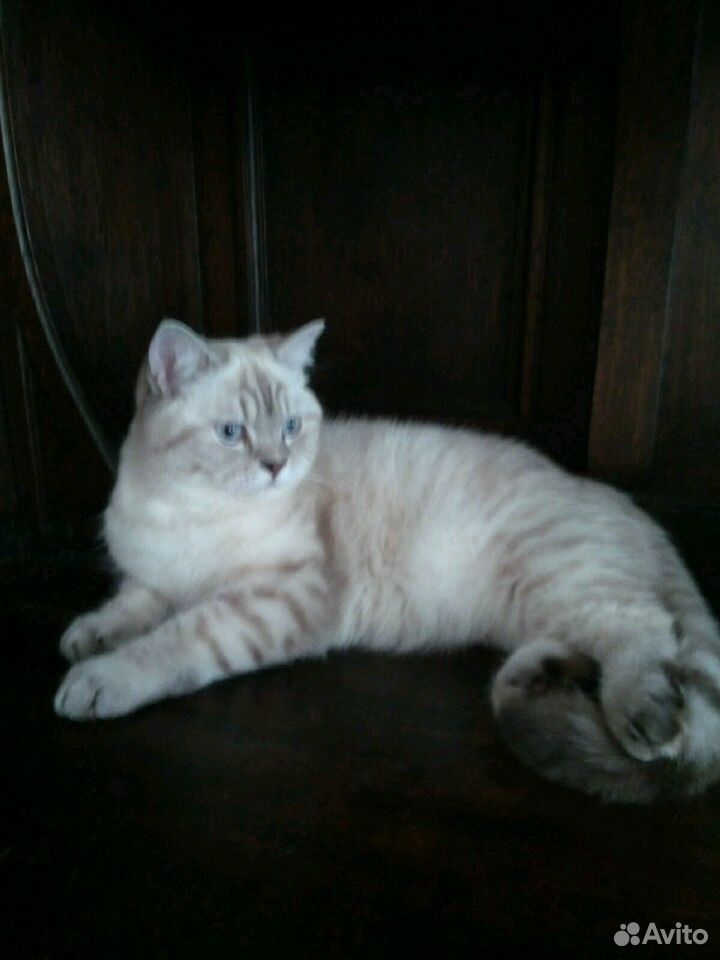 Подрощенный шотландец