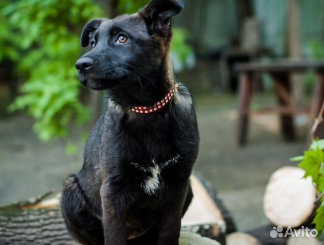 Щенок Санта - роскошный, весёлый малыш ждет вас