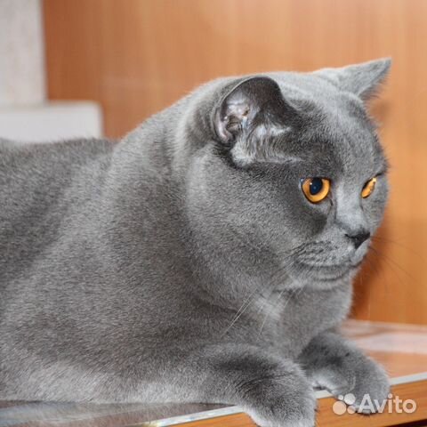 Шикарный кот для вязки