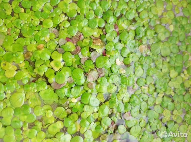 Ряска, плавающее растение в аквариум
