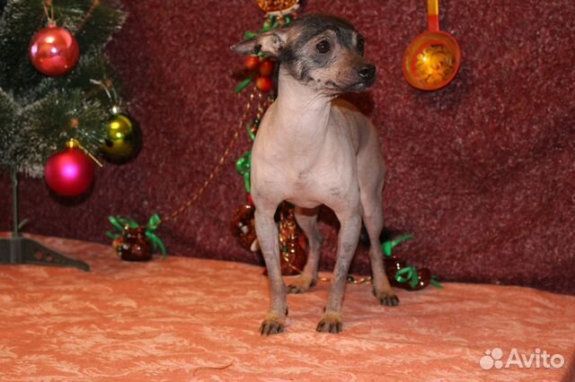 Девочка ксоло мини