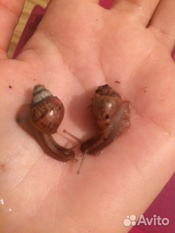 Отдам Ахатин