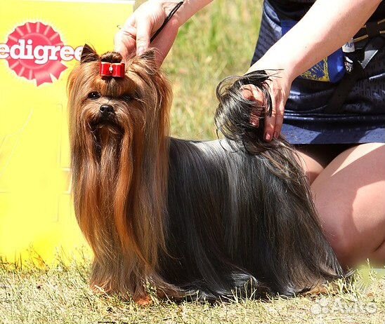 Йоркширский терьер