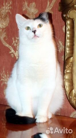 Кошечка Бэлла