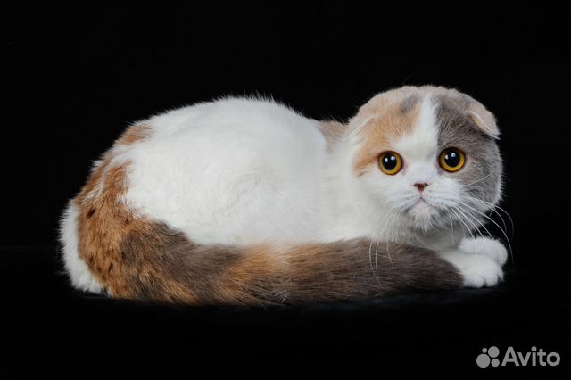 Эффектная шотландская нарядная девочка