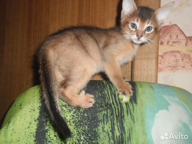 Кошечки дикого окраса