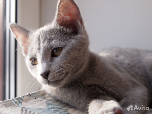 Удивительно ласковые котята порода русская голубая