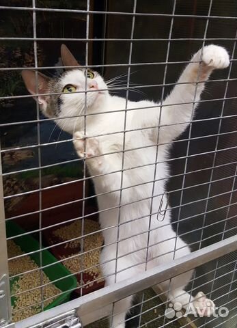 Кисы-мармазетки