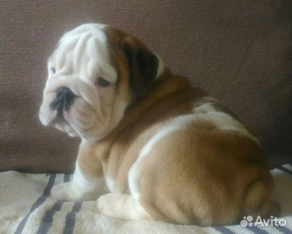 Продаю щенков английского бульдога