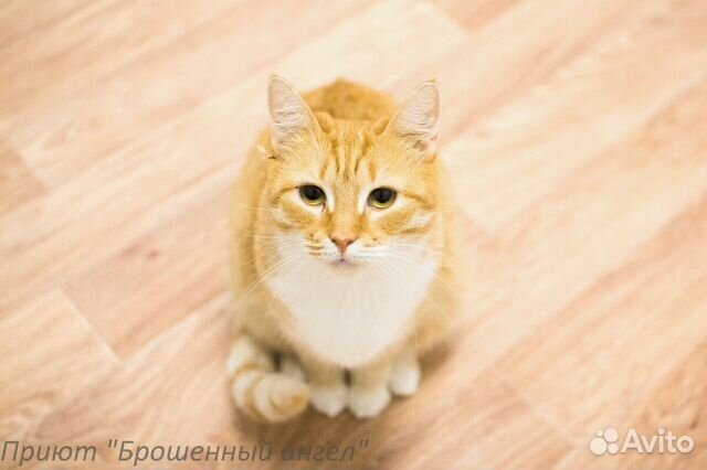 Яркая красавица в добрые руки