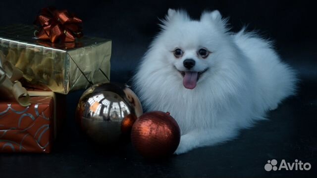 Вязка шпица