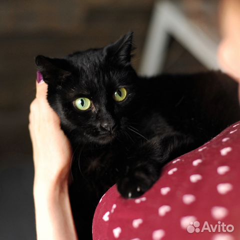 Чудо Вишенка ищет дом