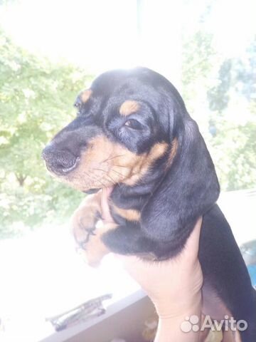 Таксеныши миниатюрной таксы