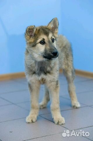 Щенки-волчата в дар