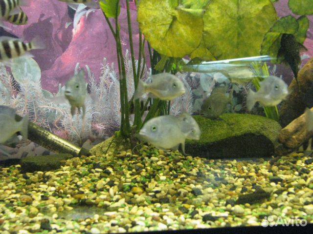 Дельфины 7-8 см