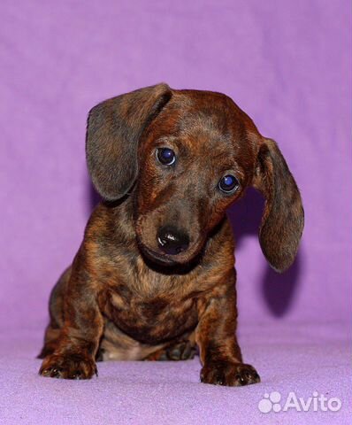 Диковинка - Тигровая такса девочка (кролик)