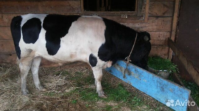 Продам молодого бычка