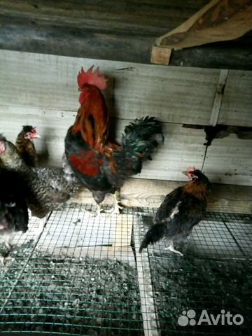 Породистые петухи