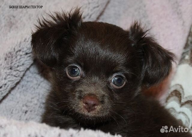 Той-терьер д/ш