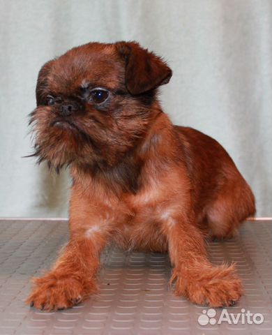 Великолепный щенок гриффона