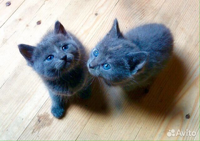 Котята-Крошки Русской Голубой в дар в добрые руки