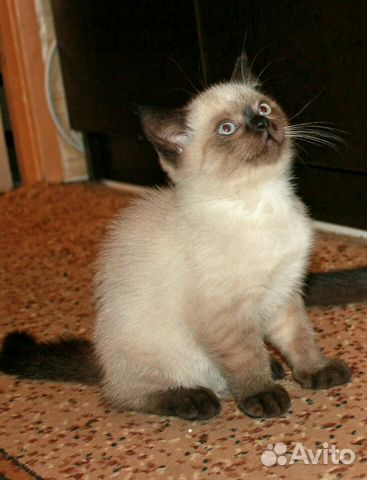 Очаровательный шотландский котик