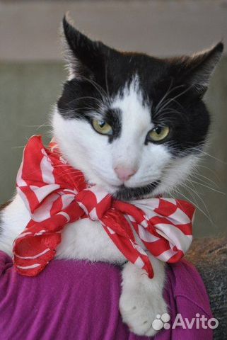 В добрые руки