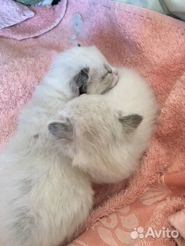 Котята