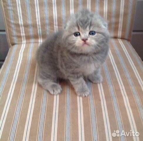 Настоящий шик